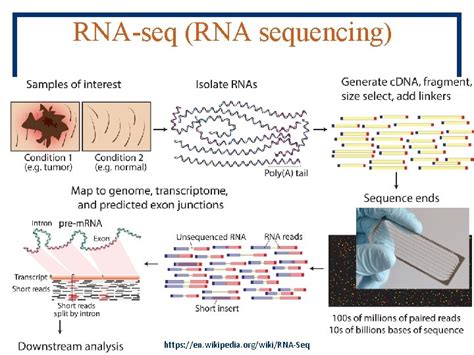Single Cell Rna Sequencing Ngs Analysis