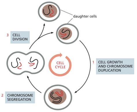 Biology Exam Cell Cycle Key Terms Definitions Flashcards Quizlet