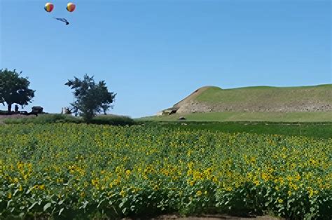 이 풍경이 무료러고 10일만 열리는 100만 송이 해바라기 축제 여행 콩닥