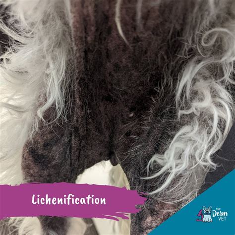 The Derm Vet Lichenification Is A Term Describing A Facebook