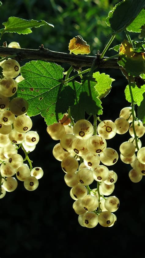 배경 화면 흰색 건포도 녹색 잎 백라이트 3840x2160 Uhd 4k 그림 이미지