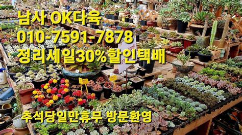 남사 Ok다육 010 7591 7878 정리세일 30할인택배추석당일만휴무 방문환영 Youtube