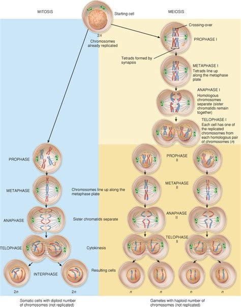 Mitosis Versus Meiosis I What S The Difference Artofit