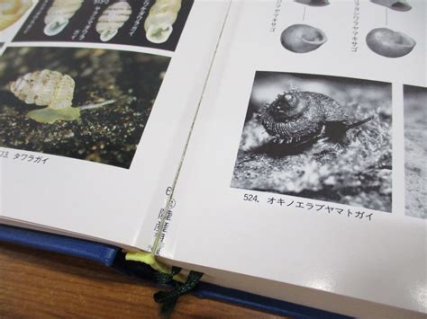 01 原色日本陸産貝類図鑑 東正雄 保育社 平成7年発行 増補改訂版 生物学 蝸牛 カタツムリ 自然科学 軟体動物 分布 生態 生息地 生物学