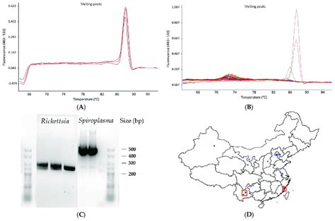 Qpcr And Pcr Amplification Of Rickettsia And Spiroplasma A Melting Download Scientific