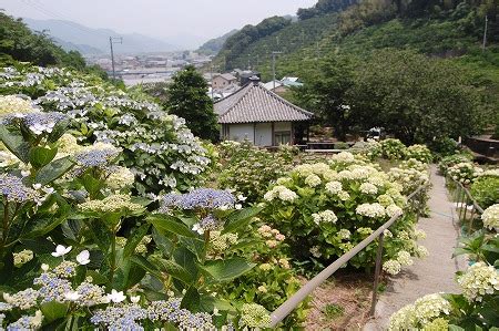 仁平寺のあじさいの開花状況 有田ブログ 楽天ブログ