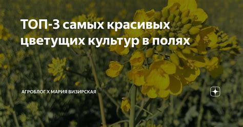 ТОП 3 самых красивых цветущих культур в полях 🌿Школа садоводов Марии В Дзен
