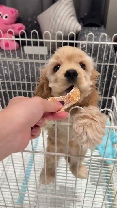 麦色美卡弟弟 迪士尼小狗 美卡 美国可卡 洋气小狗 可卡犬 Youtube