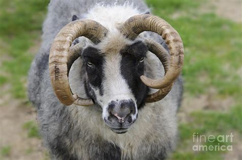 Jacob Sheep Ram Jacob Sheep Stratton Hall 1794