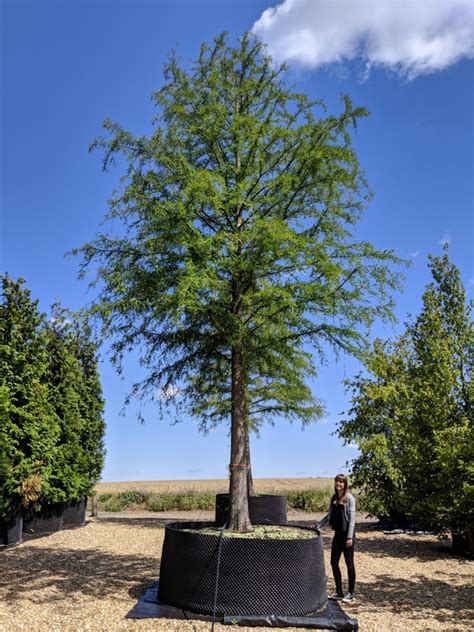 Taxodium Distichum Bald Cypress Swamp Cypress Deepdale Trees