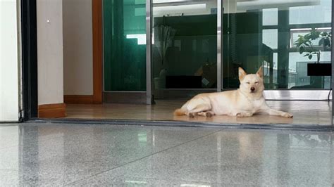 이런 환경에서 이 공장개의 시간은 정지된 듯이 천천히 간다 주말에 답답하고 좁은 공장 개장에서 나와 볕이 잘 들고 에어컨 바람이 부는 명당에 앉아 졸고 있는 공장