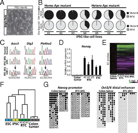Cellular Context Dependent Consequences Of Apc Mutations On Gene Regulation And Cellular
