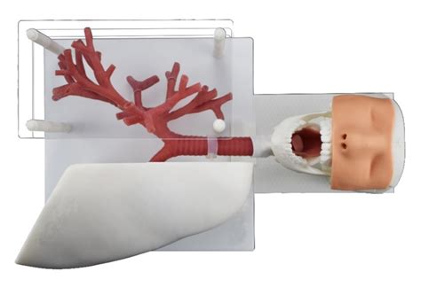 支气管内镜检查训练模型