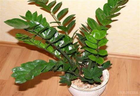 5 кімнатних рослин які залучать у ваш будинок гроші