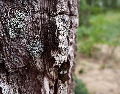 Bark Macro Projects Photos Videos Logos Illustrations And Branding Behance