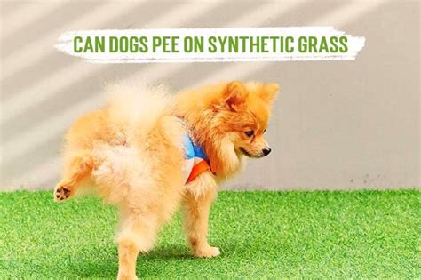 What Goes Under Artificial Turf Best Base Materials For Artificial