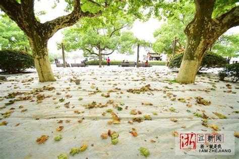杭州霜降節氣秋意濃 每日頭條