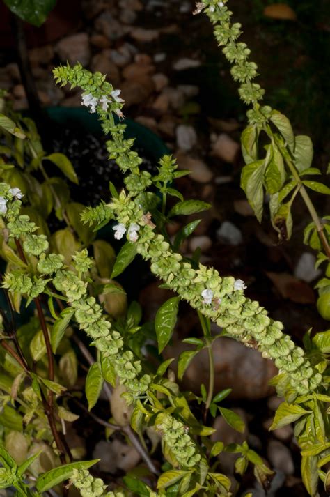 Ocimum Basilicum Basil