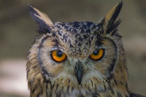 Owl Beak Bird Bird Of Prey Picture Image 113639032