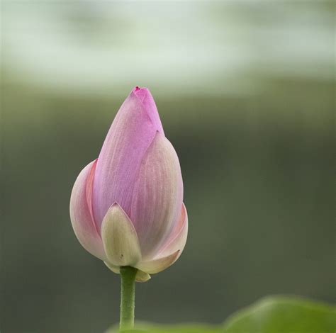 Lotus Flower Plant Water Free Photo On Pixabay Pixabay