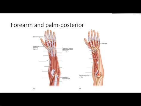 上肢肌肉──移動手腕關節、手掌與手指的肌肉 Part2 Diagram Quizlet