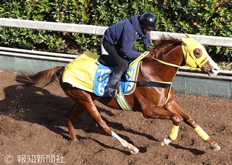 ボルドグフーシュ 競走馬詳細 Umatoku 馬トク