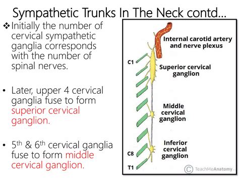 Cervical Sympathetic Trunks Anatomy Pptx