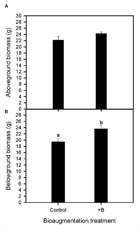 Effect Of Bioaugmentation With The Rhizobacterial Consortium B Download Scientific