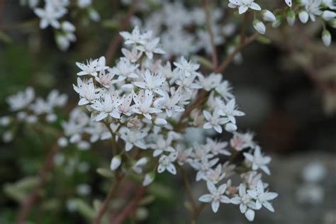 Sedum Album