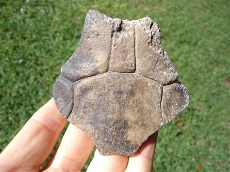 Extra Large Turtle Nuchal Scute Recently Sold Fossils Prehistoric Florida