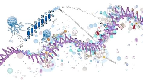 Stepbystep Diagram Explaining Rna Processing Including Splicing Capping Polyadenylation Of