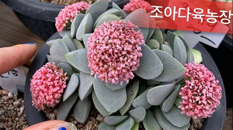 조아다육농장택배됩니다010 6252 5061•인천광역시 남동구 도림동 557 5 에이핑크말간제이드스타토카타리톱스누다흑장미코코아보거스환엽불새석연화금