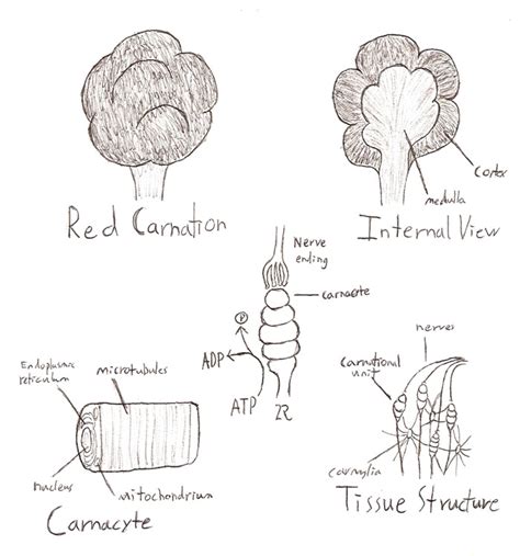 Red Carnation Anatomy By Eddy1701 On Deviantart