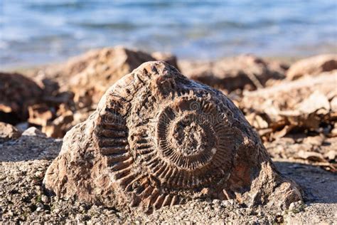 Paleontological Stone Fossil In The Form Of An Ancient Mollusk Shell On The Shores Of Lake