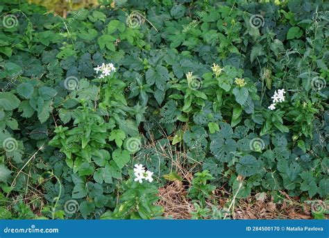 Saponaria Officinalis Blooms in July. Berlin, Germany Stock Photo ...