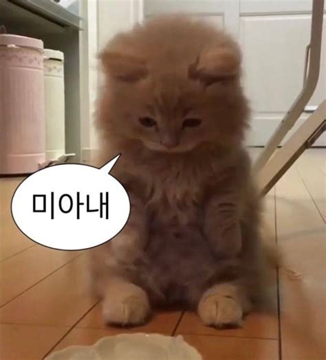 귀여워서 미치겠는 고양이 짤 모음 언니의파우치 커뮤니티