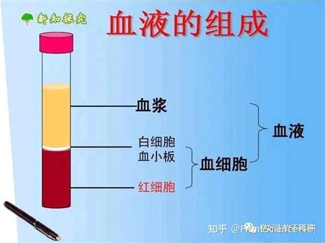 【辨析】血液、血浆、血清、血细胞的区别 知乎