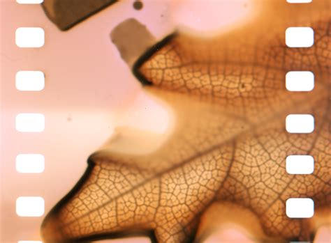 Phytogram Experiments In Weeds What Pushes Through 35mmc