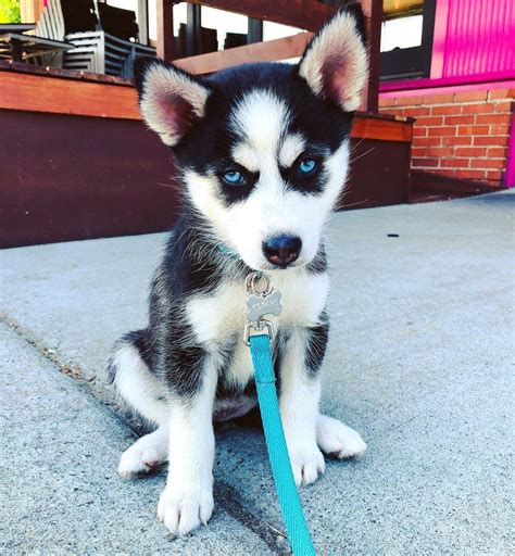 Mini Husky Qualzucht At Aileen Markham Blog