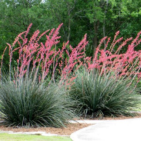 Red Yucca Candj Gardening Center