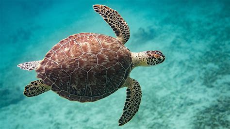 Research Finds New Gender Clues About Turtle Embryos Cgtn