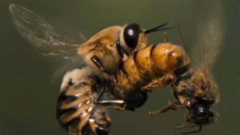 Honeybees Switch Roles Within The Hive