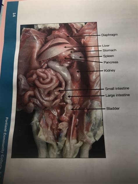 Rat Dissection Part 1 Diagram Quizlet