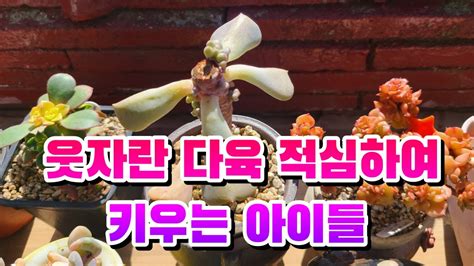 💖웃자란 다육 적심으로 자구내서 키우기 잎꽂이로 키우는 다육이succulent 용연다육 💖🔔💚👍 Youtube