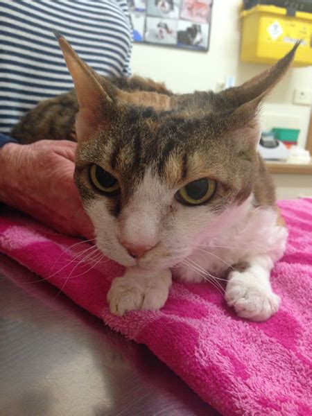 Spring Into Action And Desex Your Cat Hoppers Crossing Veterinary