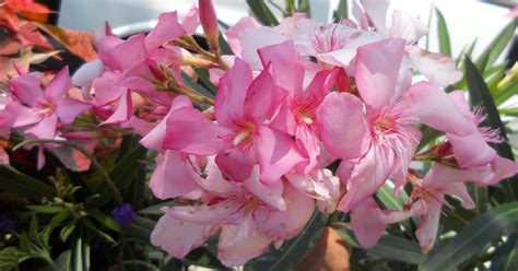 Oleanders Make For Spring Summer And Fall Show Of Color