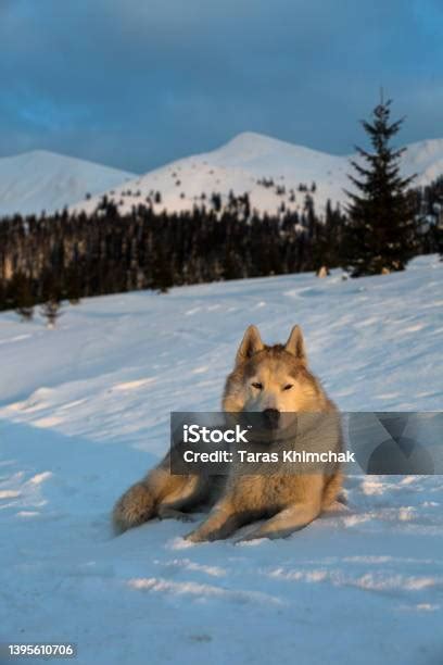프로필 화창한 겨울 숲의 눈 위에 누워있는 아름답고 세심한 베이지 색 시베리아 허스키 강아지의 초상화 겨울에 대한 스톡 사진 및 기타 이미지 Istock