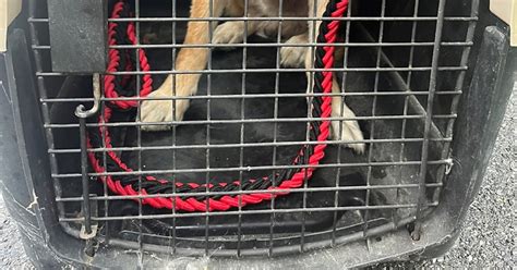 경북소방본부 여름철 개 물림 사고 각별한 주의 요구