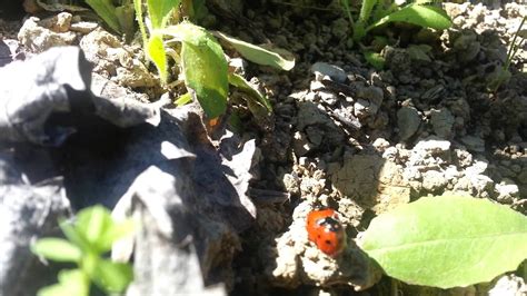 Ladybug Sex Youtube