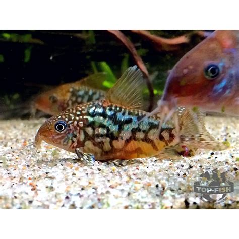 Topick Aquarium Corydoras Pantanalensis C005